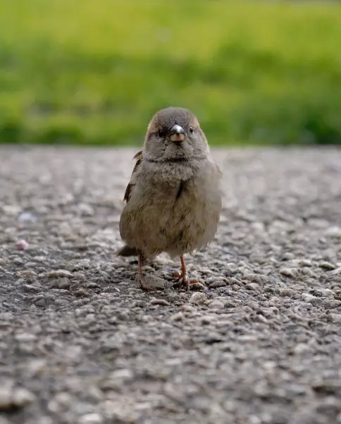 Ptaki nauczyły się odróżnić ograniczenia prędkości na drogach