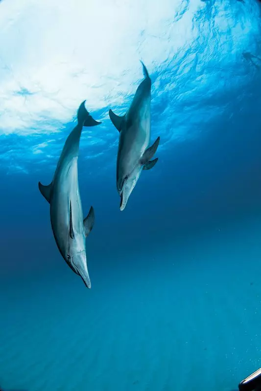 Delfines - los principales atractivos de los gigantes de los océanos del mundo