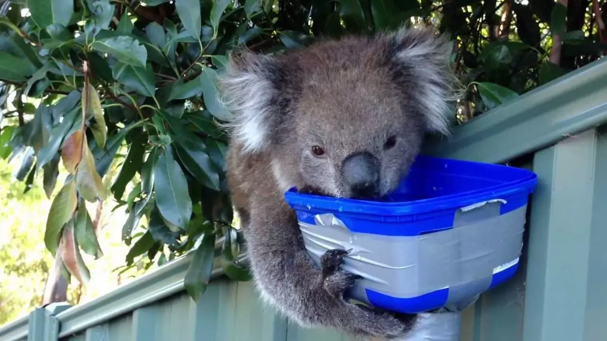 Видео: австралийците спасяване жаден Koal на
