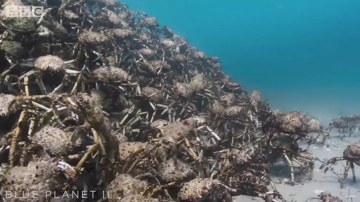 Ceļojumu armijas milzu krabis: video
