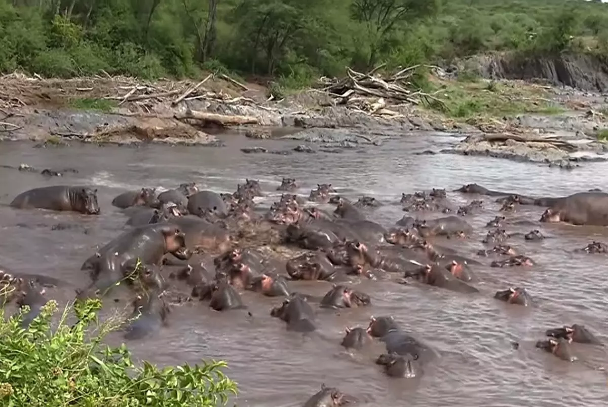 timsah qarşı 30 hippos: video