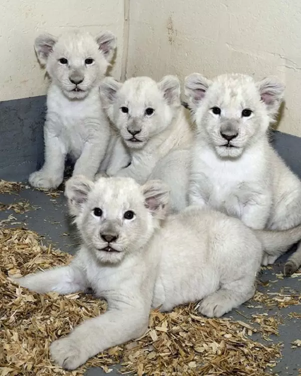 Fire hvite Lionka dukket opp i Toronto Zoo