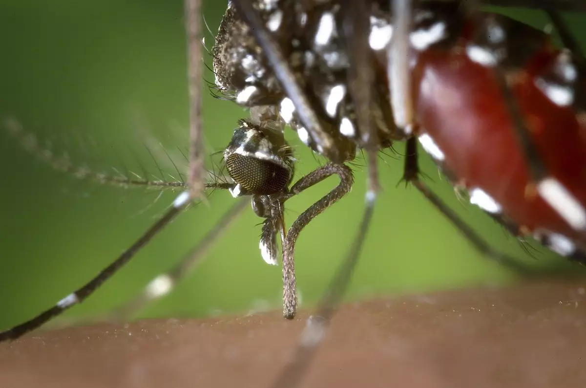 Como o mosquito bebe sangue: vídeo