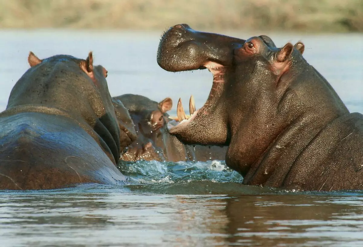 احمق shark څخه hippos بچ: ویډیو