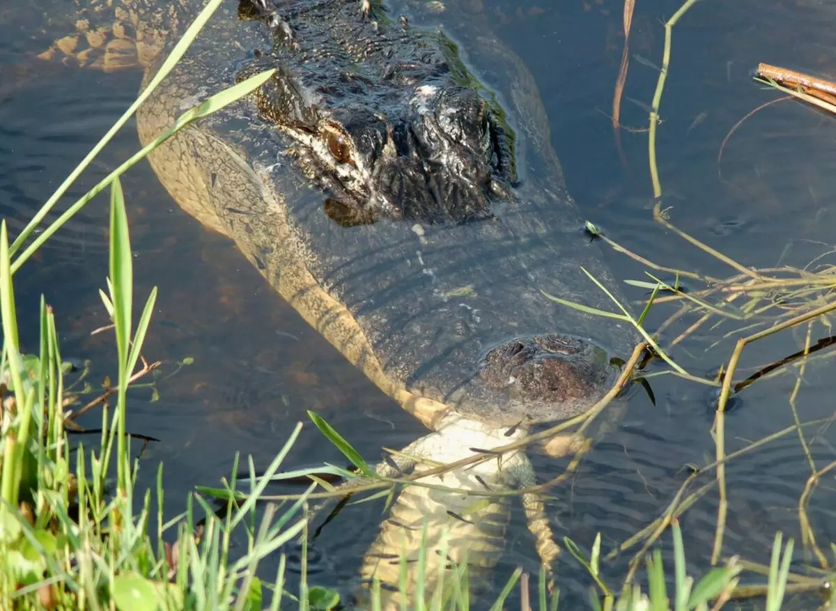 Video: Lijo tsa mantsiboea tsa Alligator