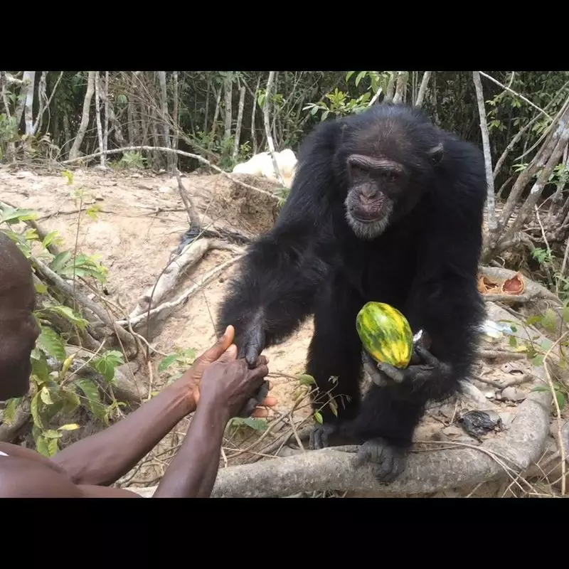 Den mest gamle chimpanse i verden er på udkig efter venner