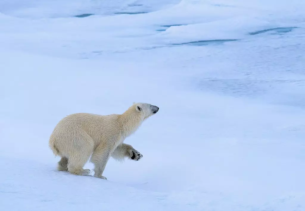 ویڈیو: وائٹ ریچھ پہلی برف سے لطف اندوز