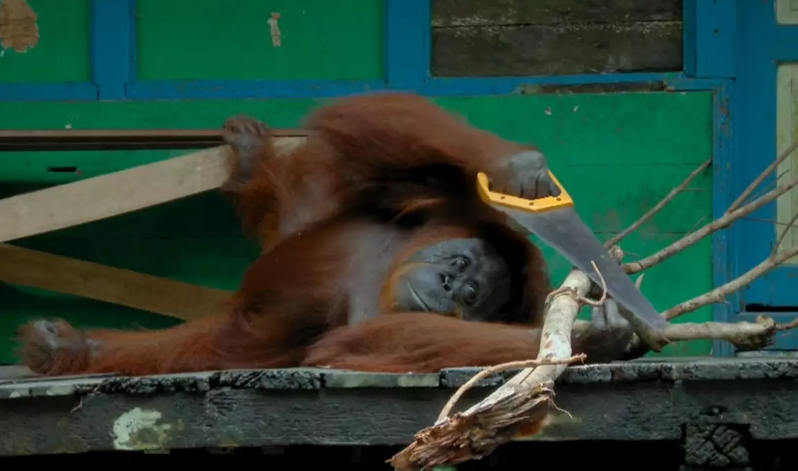 Orangutan beheerst de schrijnwerkerij: video