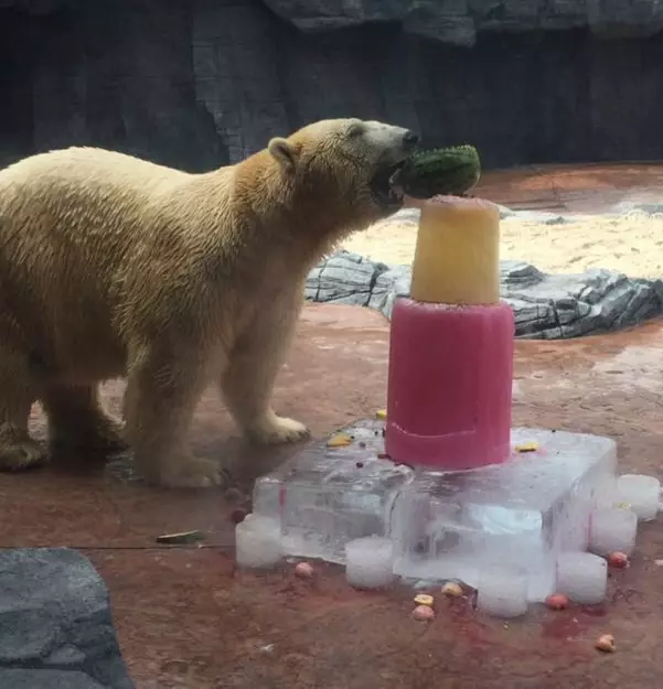जंगली पार्टी: व्हाइट भालु को वार्षिकोत्सव कसरी मनाउन