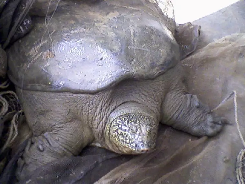 A tartaruga lendária morreram no Vietnã