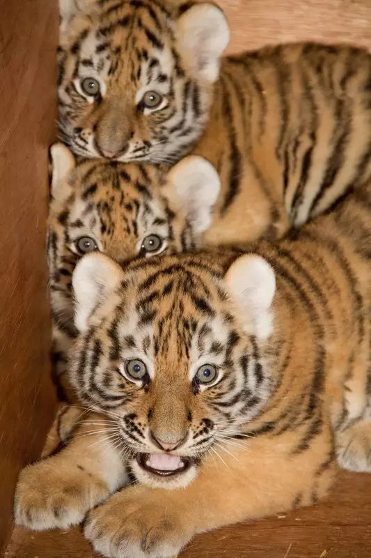 டாய் அம்மாவின் அனாதையான tigering உதவியது: வீடியோ