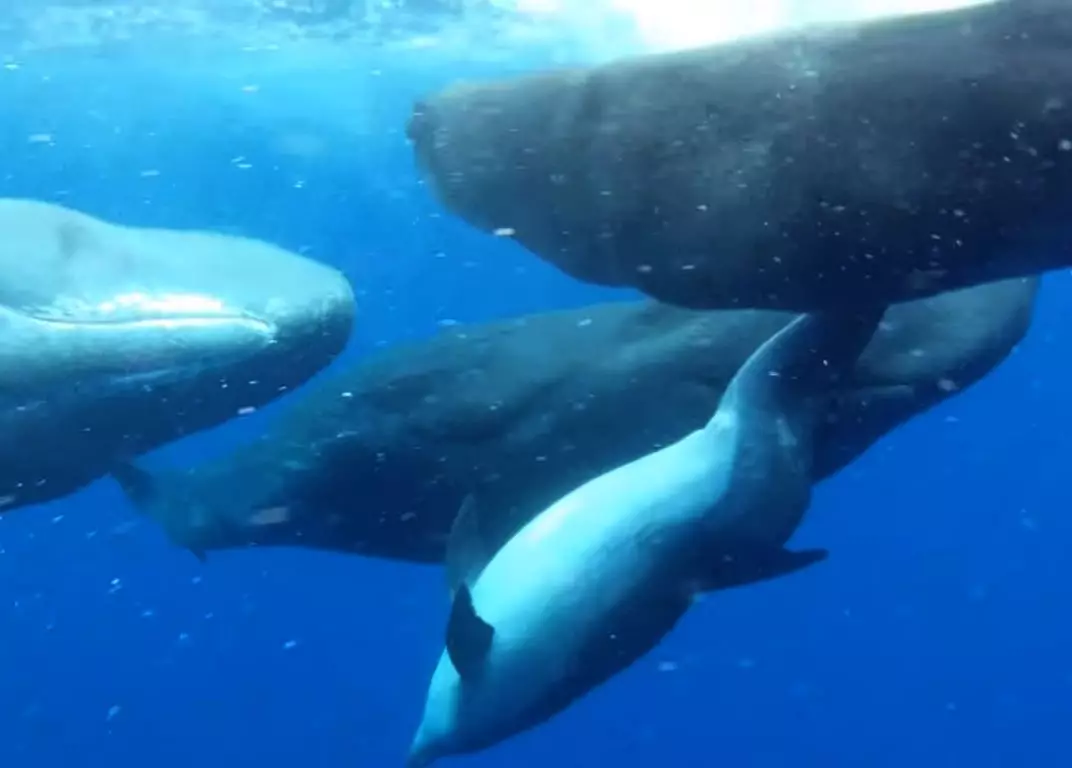 Как coussotes правят приятели с делфини инвалиди: видео