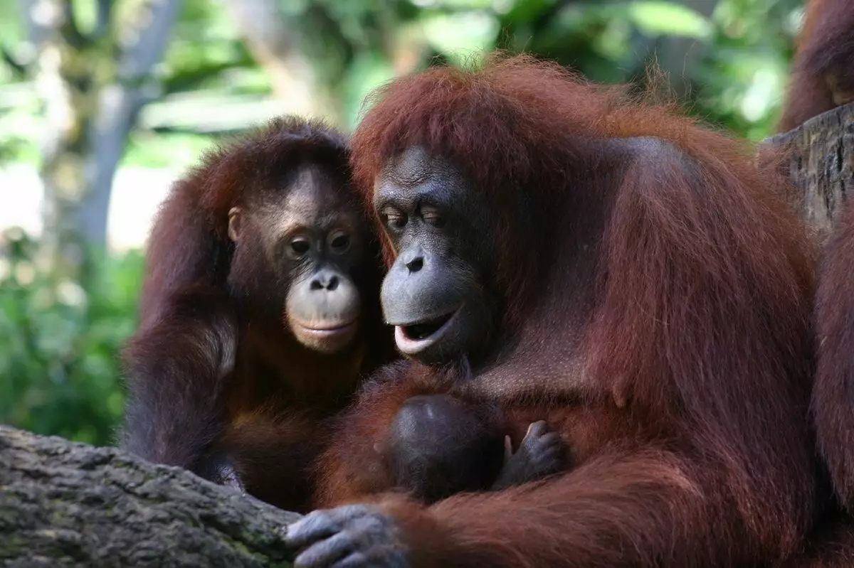 Orangutan feed dina susu ibu saparapat