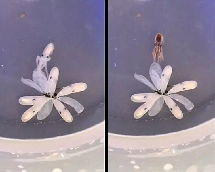 Elämän ihme: Octopus syntyy "kukka"