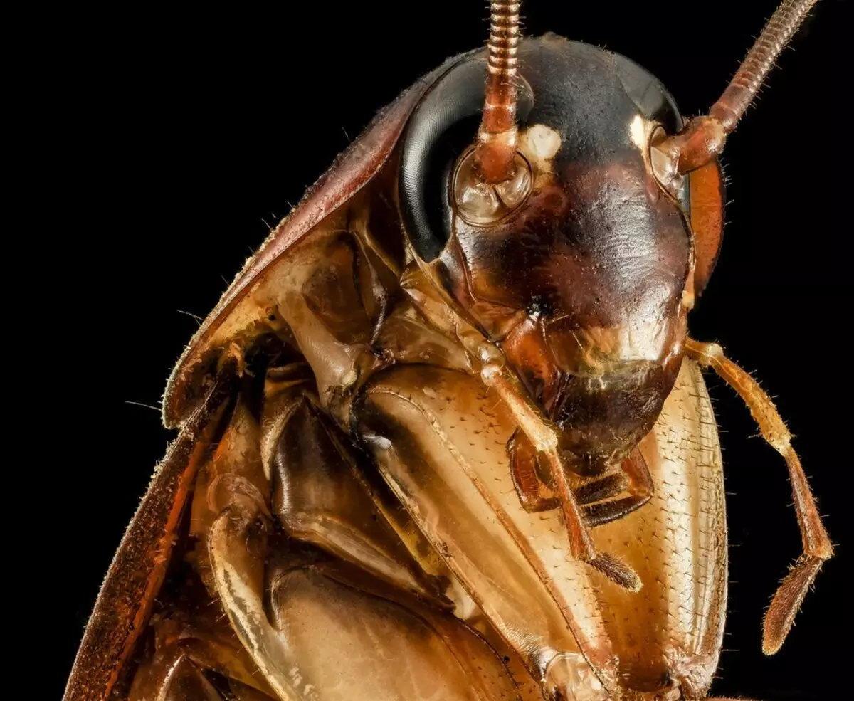 Di cîhana Cockroaches de evîn: Mezinahî ne girîng e