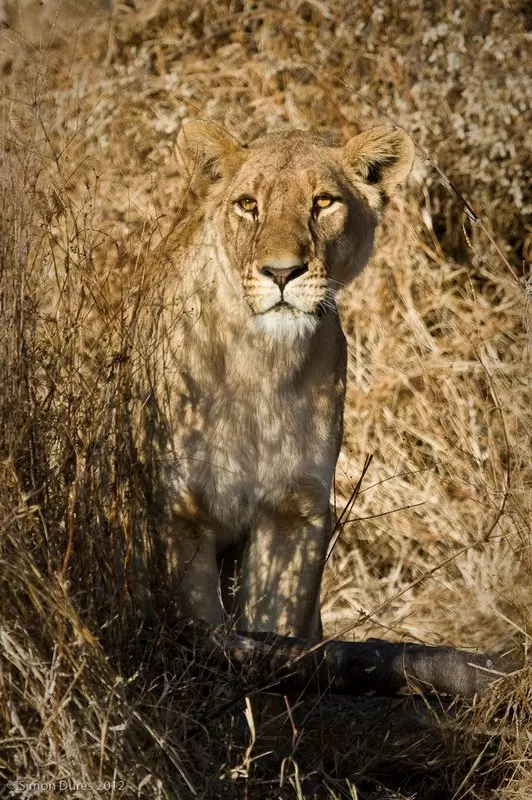 Lioness-androgynov: Female abnormal bi mêran