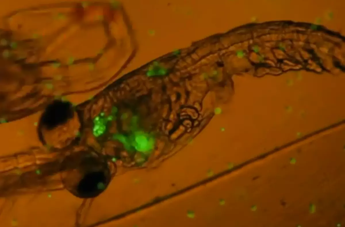 Καθώς το φαγητό πλαστικό Plankton επηρεάζει το ωκεάνιο οικοσύστημα