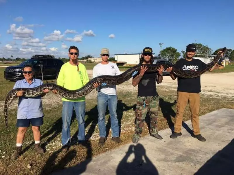 Gedood de langste python in Florida: video