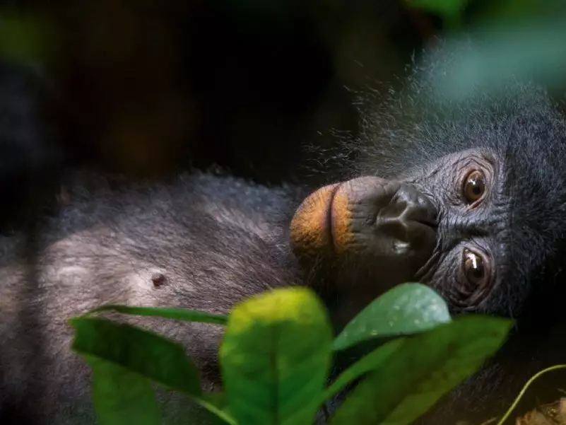 Bonobo choisit l'amour, pas la guerre