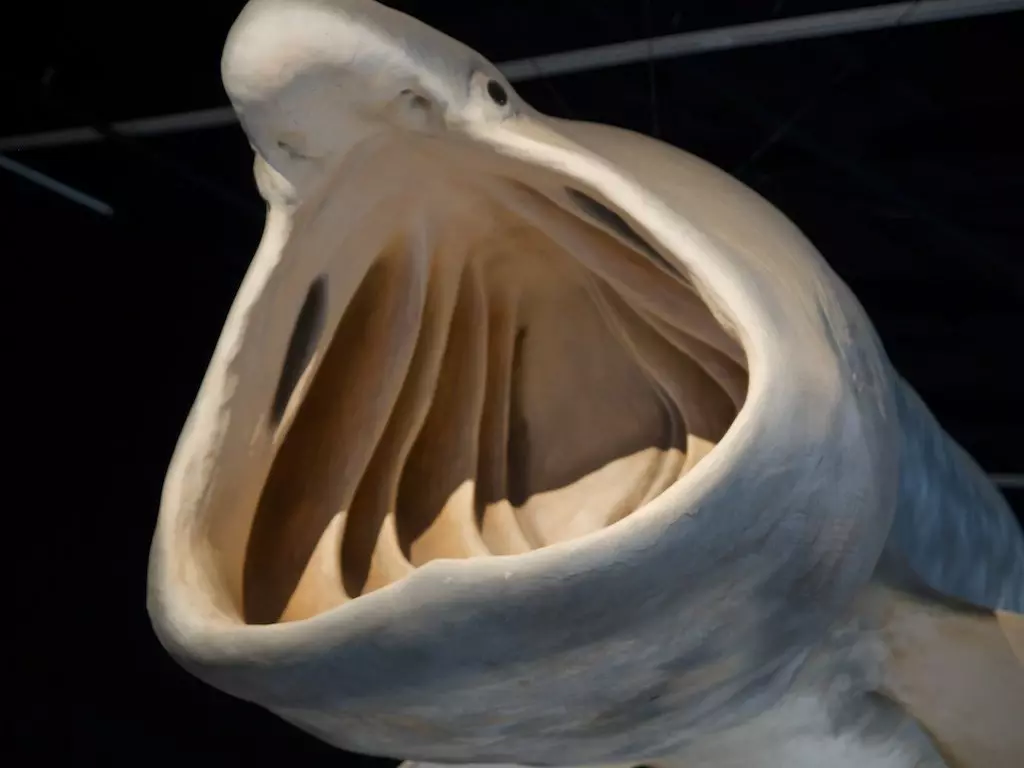 Giant haai fongen foar de earste kear yn 80 jier