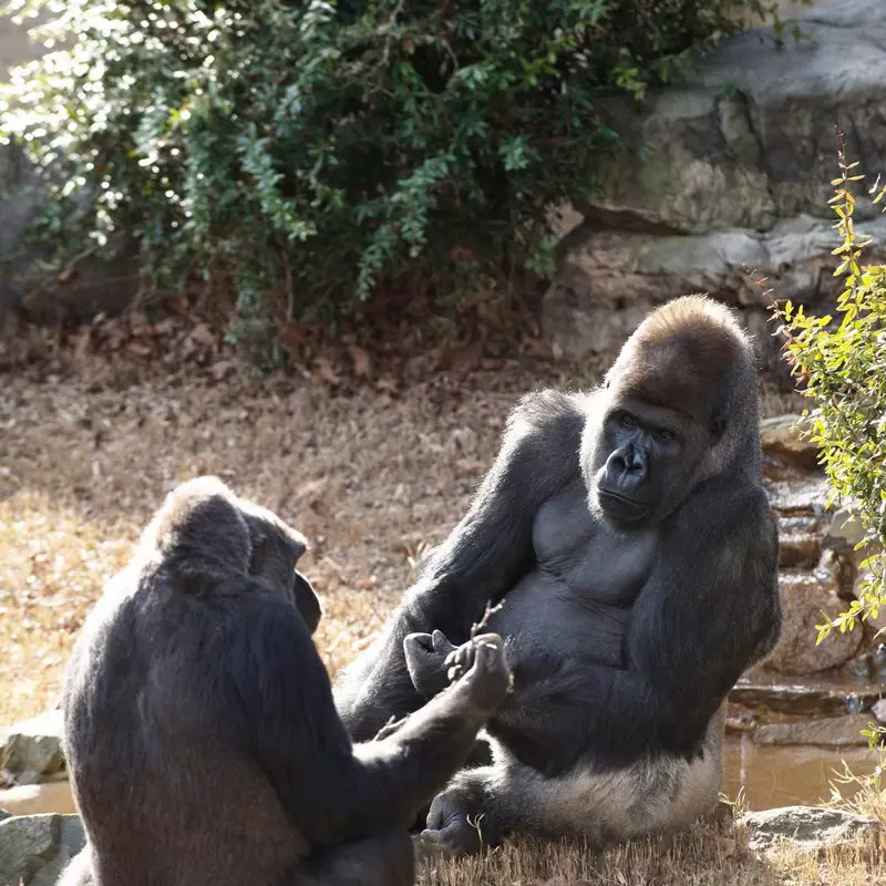 Hoe liefde gebore in die wêreld van gorillas
