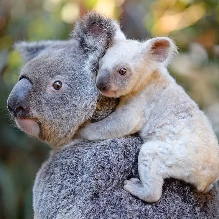 Австралияда коала аққұба пайда болды: видео