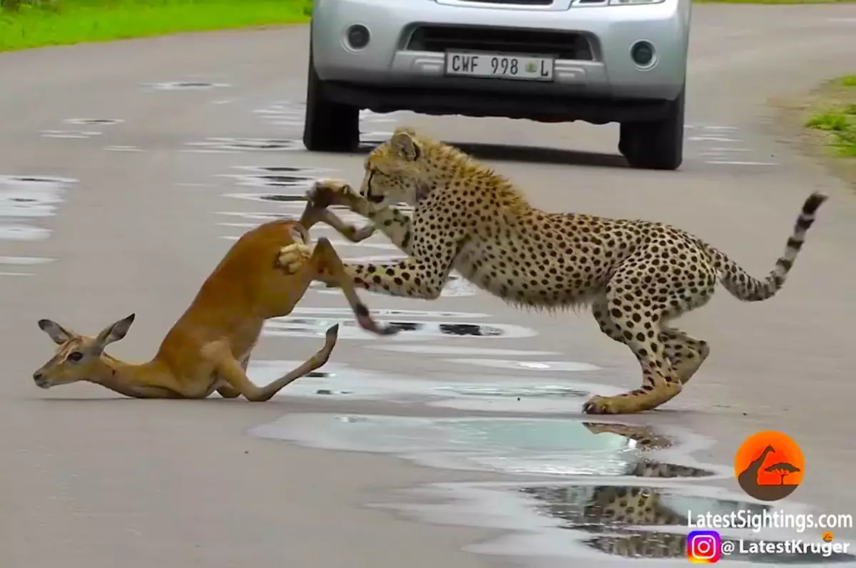 Jagt på en ung cheetah: video