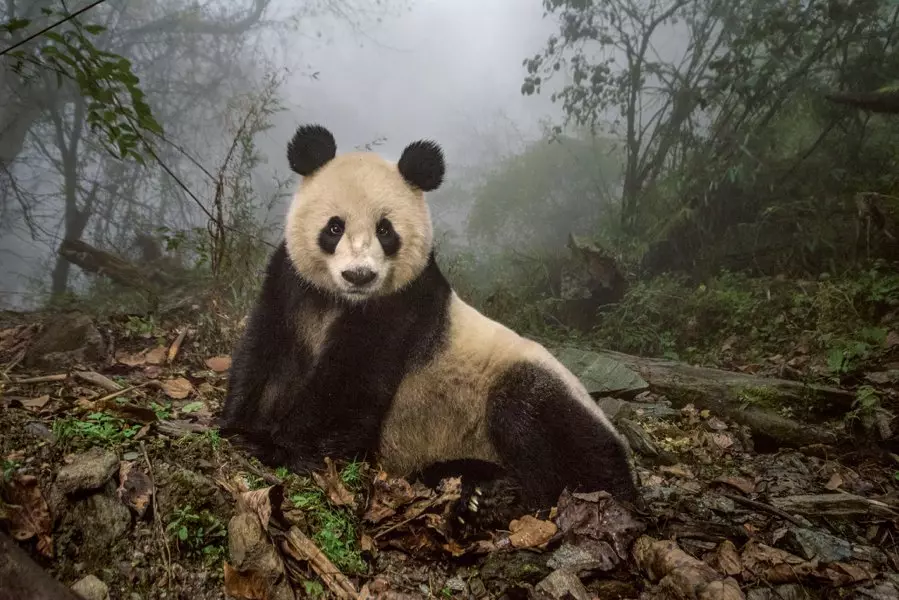 Pandas: uratowany w niewoli