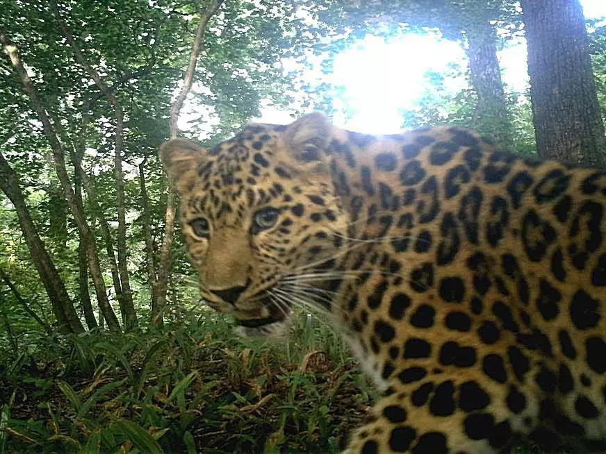 ในฟาร์อีสต์เสียงเสือดาวถูกบันทึกเป็นครั้งแรก: วิดีโอ