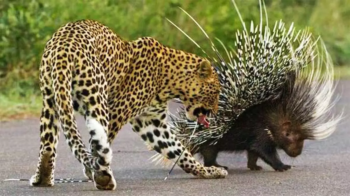 Dicuity kampe med leoparder og løver: video