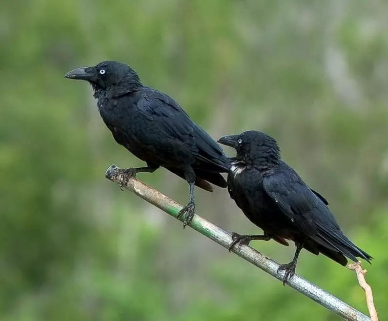I corvi mangiano rospi velenosi: come lo fanno?