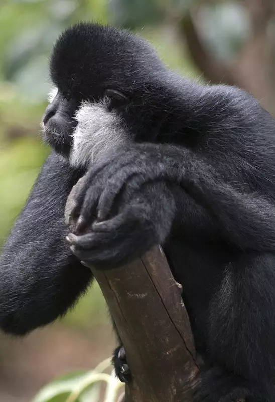 A majom az állatkertből származott a látogatók előtt: videó