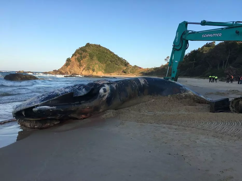 Breaking Whale, vykopať veľrybu: Čo sa stalo na Austrálskej pláži