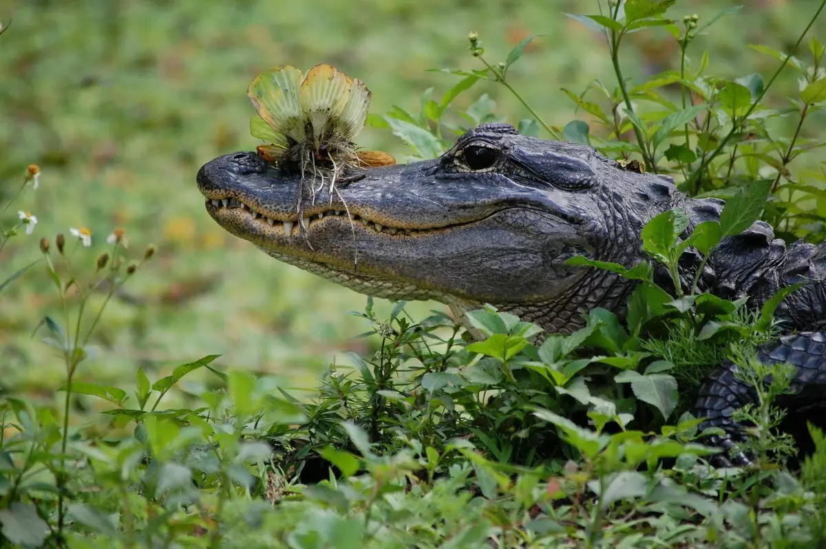 Huku dzedziviriro. Mashandiro anoita shiri ne alligators