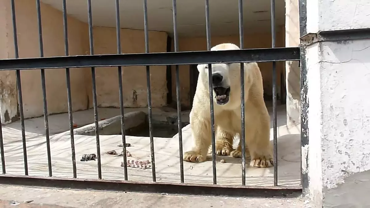 Argentiinassa, maailman onneton valkoinen karhu kuoli