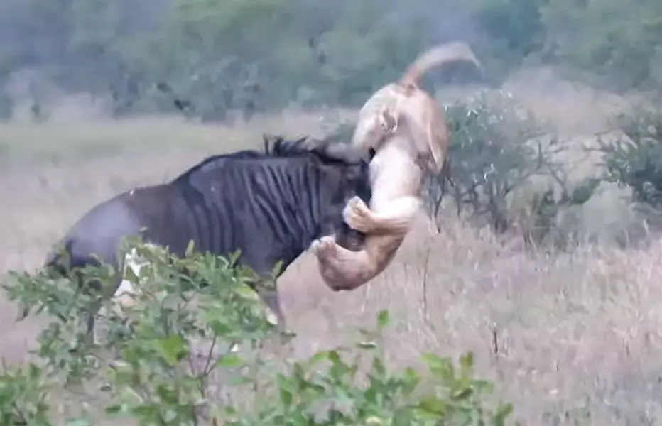 Antilope GNU njà pẹlu kiniun: video