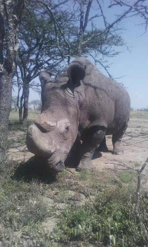 Viimane maailma Põhjavalge Rhino