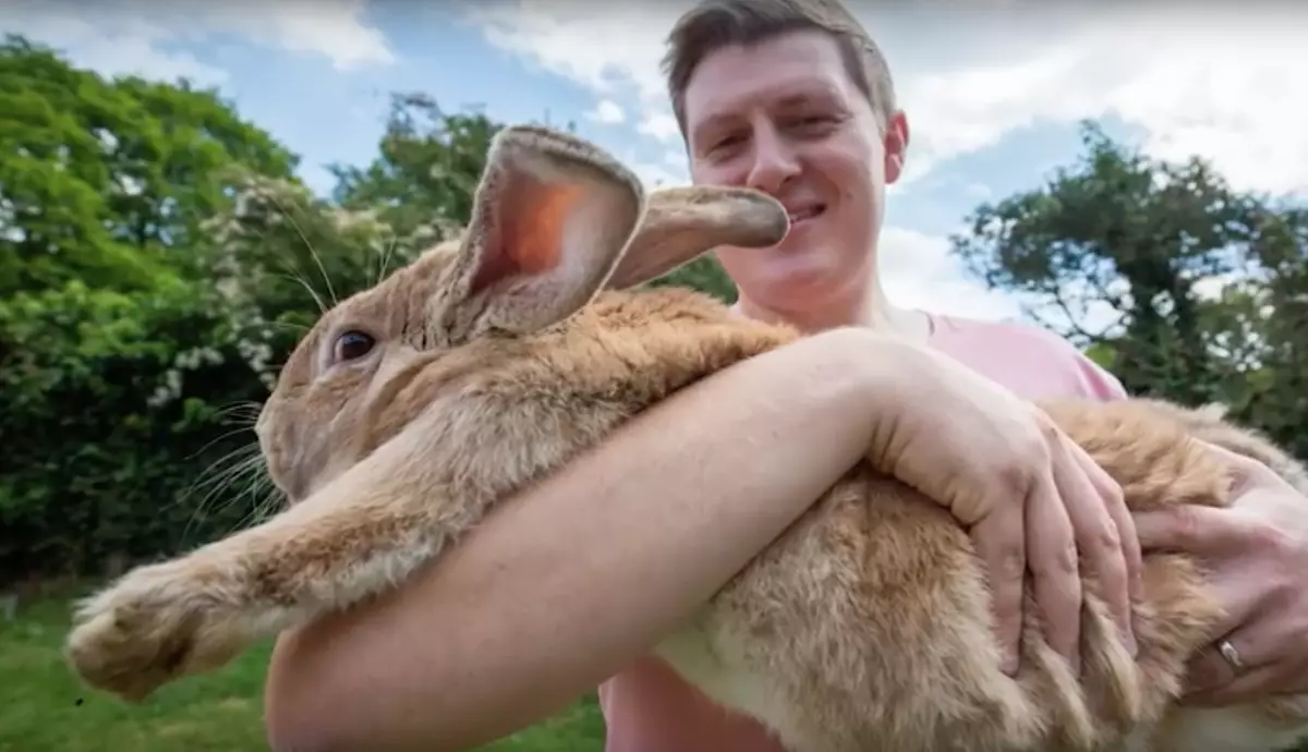 Rabbit hiiglane nimega dekster: video