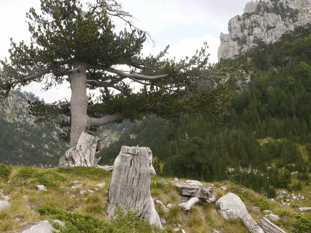 Löysi Euroopan vanhin puu