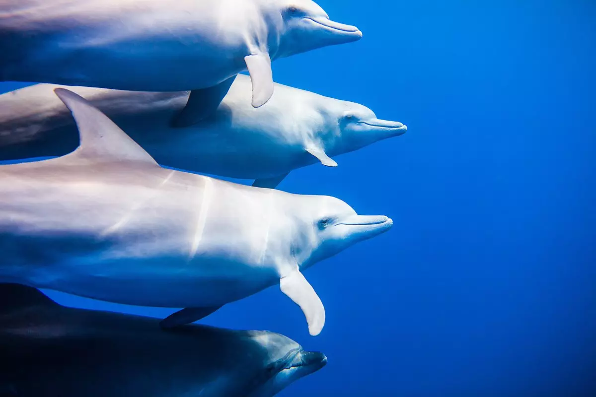 Защо делфините знаят как да бъдем приятели