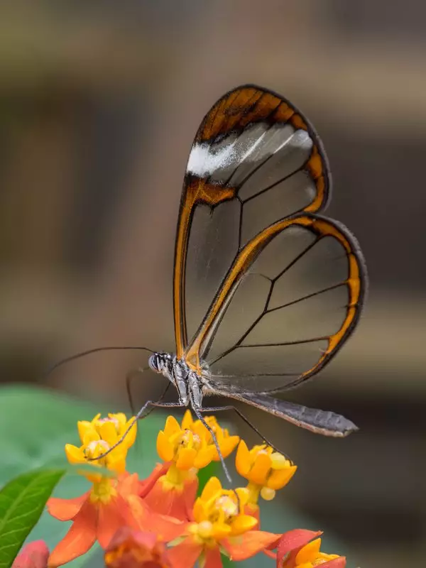 It was - it became: what butterflies and their caterpillars look like