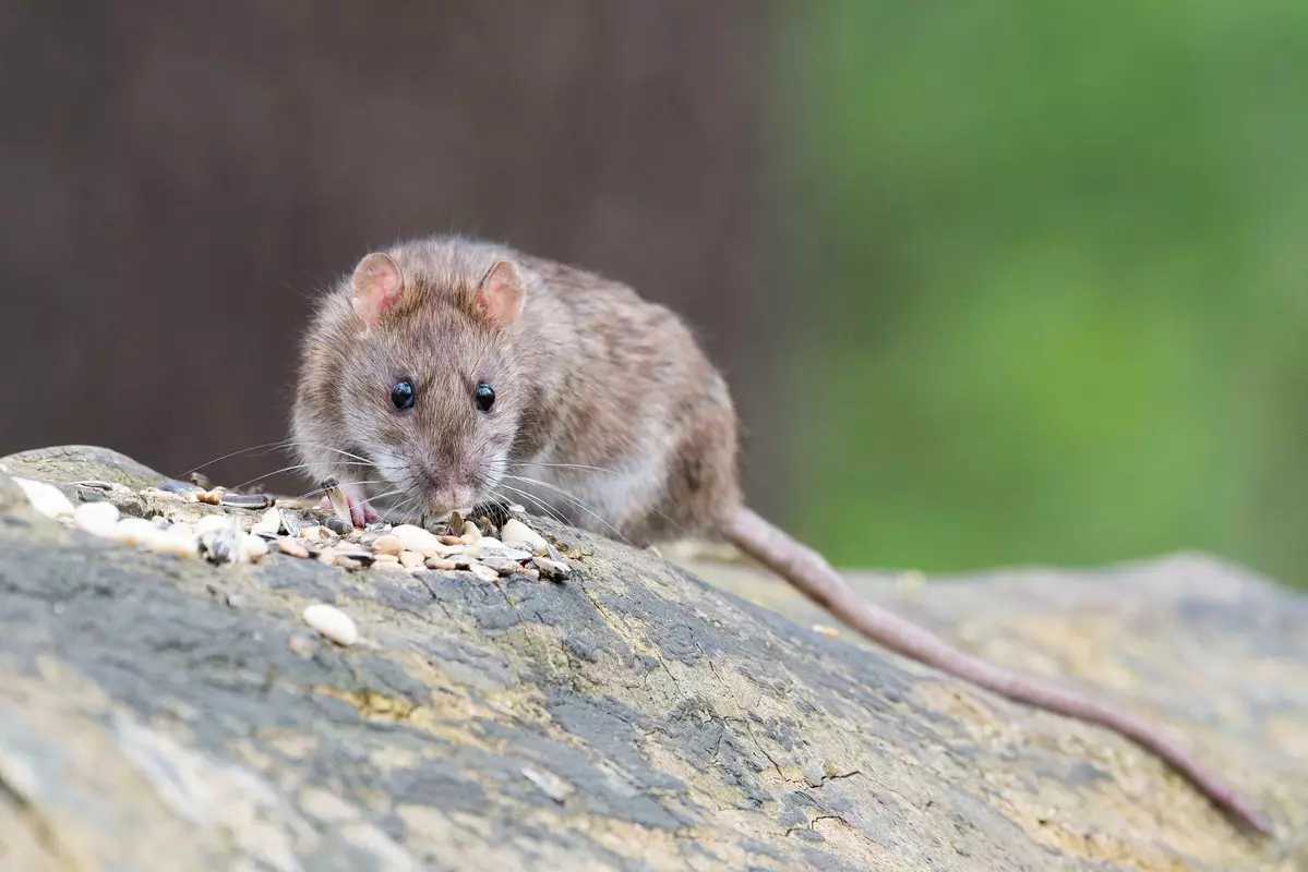 Forbannet gen: Hvordan bli kvitt rotter som Storbritannia