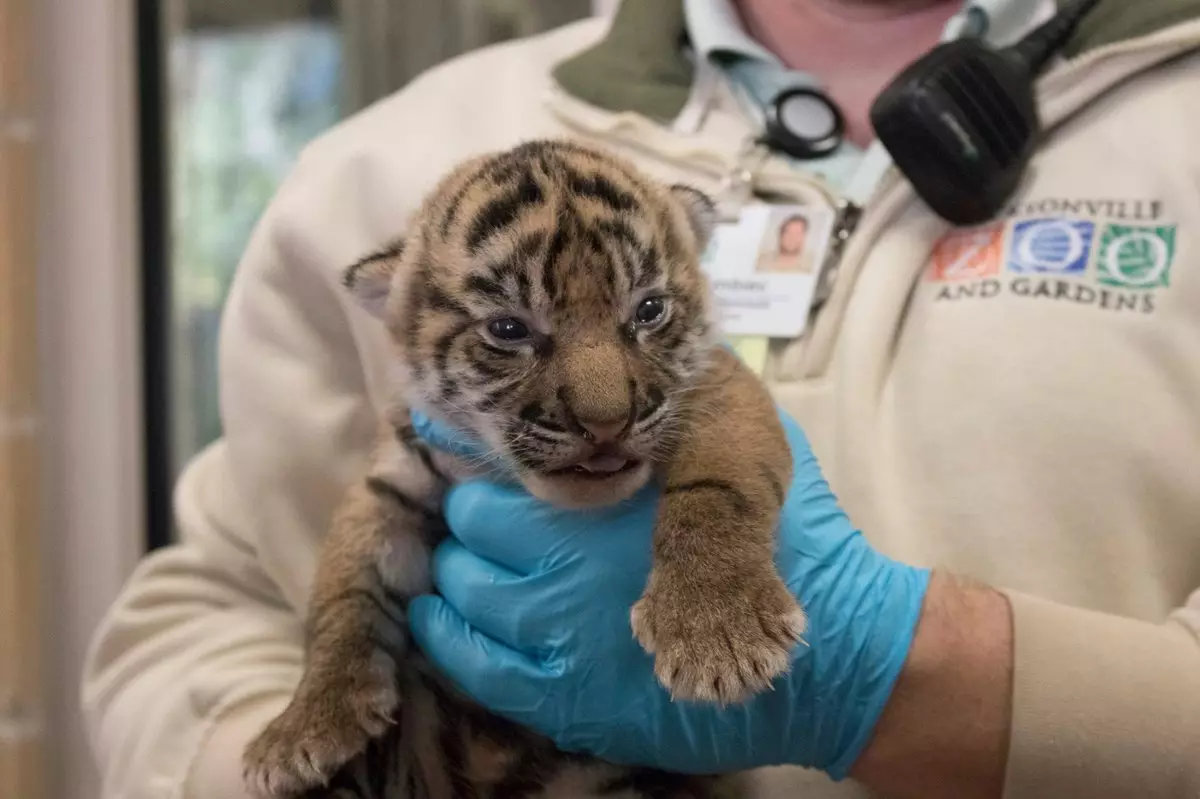 Katika Zoo ya Marekani, tigers waliozaliwa wa kutoweka: video