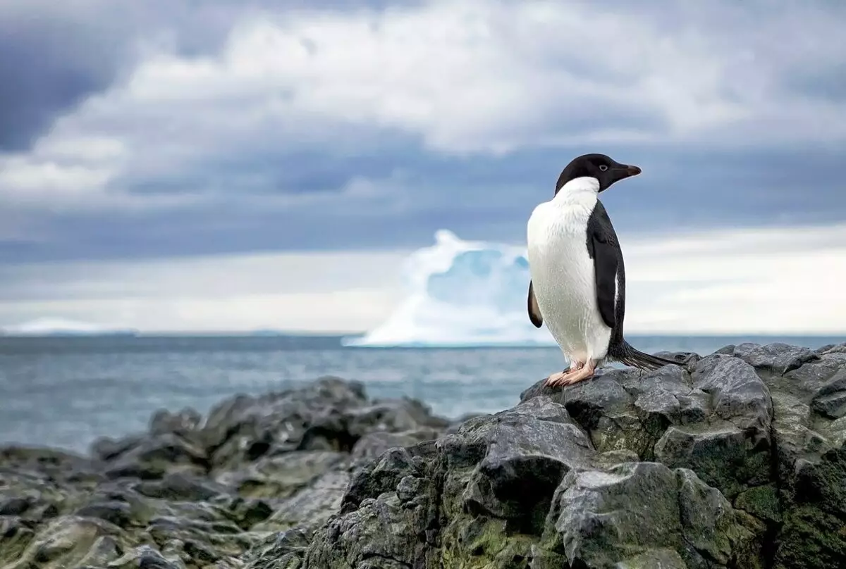 असामान्य शिकार पेंग्विन