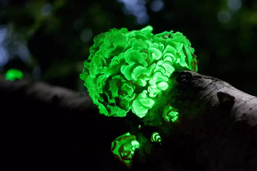 發光的蘑菇
