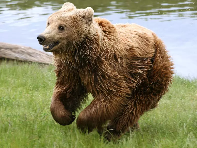 A la Reserva Kronotsky viu la major població protegida de el món de l'ós bru