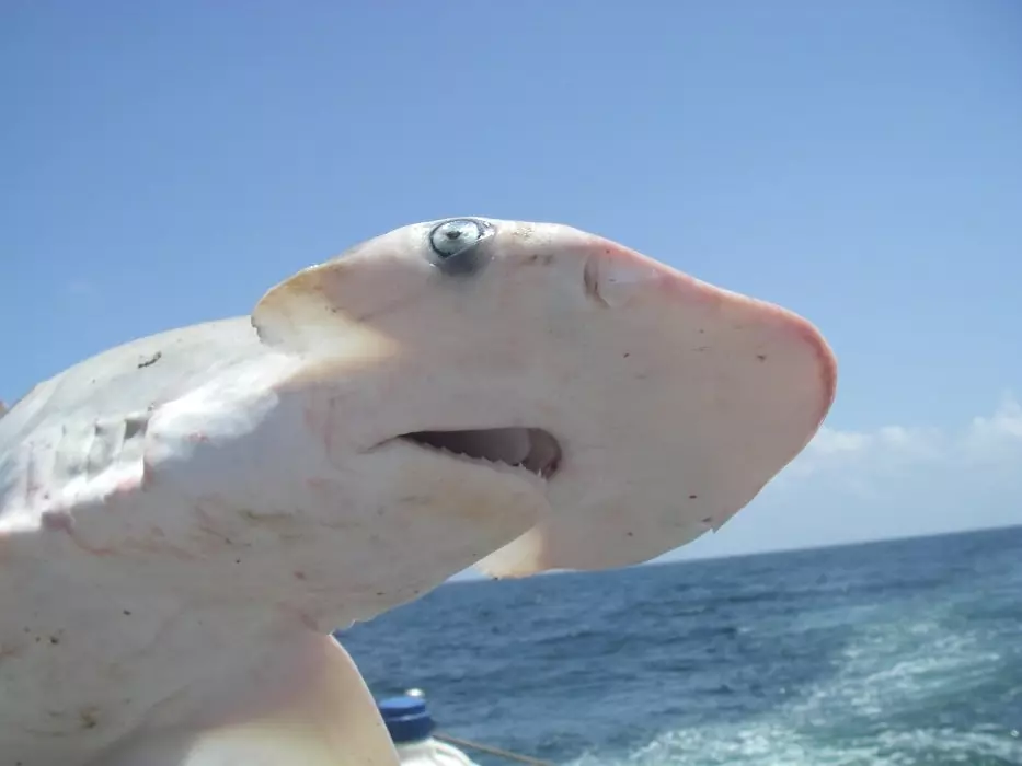 Wat en hoe de haai-vegetarische feeds: video