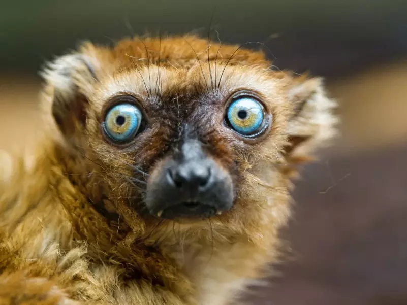 ဒါဂတ်စကာ lemurs မွကွေီး၏မျက်နှာကနေပျောက်ကွယ်သွားစေခြင်းငှါ