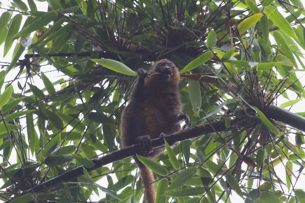 Ukuntu Lemur Zahabu Yarya buri munsi hamwe nibiryo 75 MG ya Cyanide kandi ikarokoka