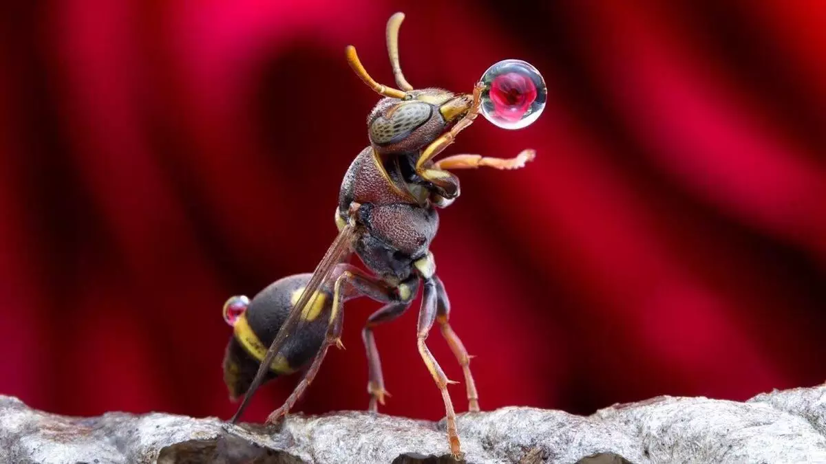 為什麼黃蜂和蒼蠅允許泡沫？